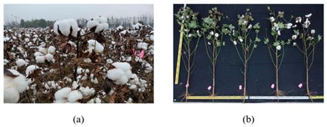 Monitoring Of Cotton Boll Opening Rate Based On Uav Multispectral Data