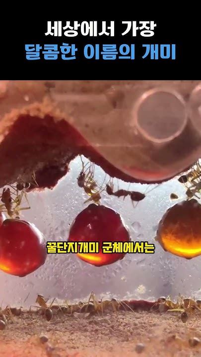 세상에서 가장 달콤한 이름의 개미 Youtube