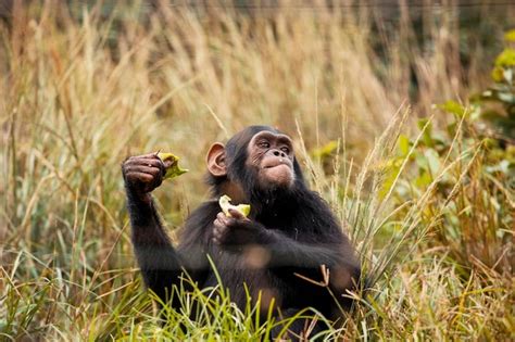 Monkey Sitting On Grass Premium Photo