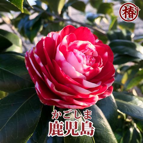 椿園オンラインショップ 鹿児島かごしま