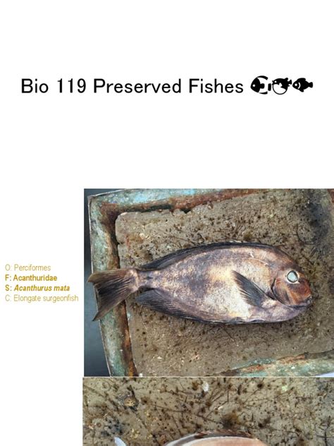 Preserved Fish Species List Pdf