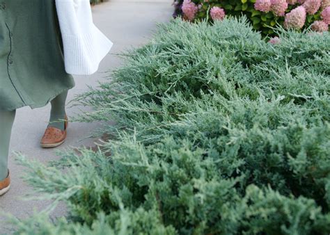 Evergreen Ground Covers Online Plant Nursery Great Garden Plants