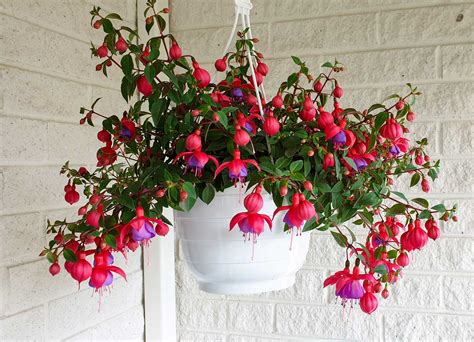 9 Gorgeous Different Types Of Fuchsia Plants Garden Lovers Club