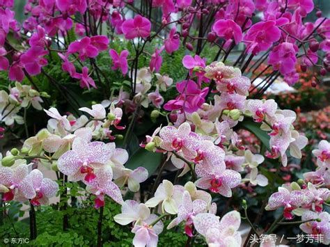 一夢芳菲十闋小令芙蓉笑君卿點滴記心中 每日頭條