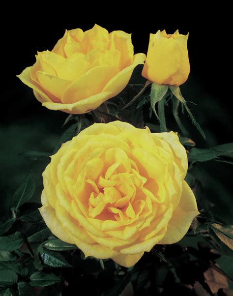 Rosa Sun Hit™ Poulsunn