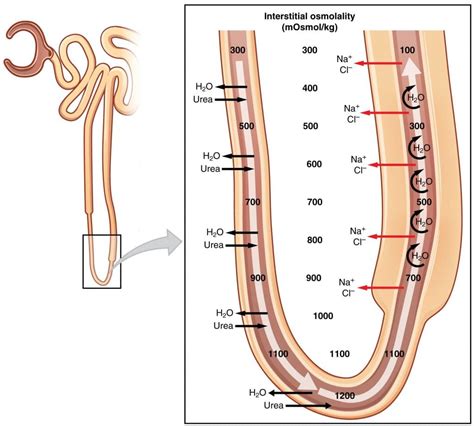 The Loop Of Henle Function Diuretics TeachMePhysiology