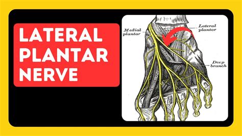 Lateral Plantar Nerve