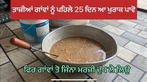 ਤਾਜ਼ੀਆਂ ਗਾਂਵਾਂ ਨੂੰ ਪਹਿਲੇ 25 ਦਿਨ ਫੀਡ ਦੇ ਨਾਲ ਦੇਸੀ ਖੁਰਾਕ ਦੇਵੋ। ਫਿਰ ਦੇਖੋ