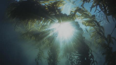 Csu Biologists Unveil Clues To Evolutionary Origins Of Brown Colored