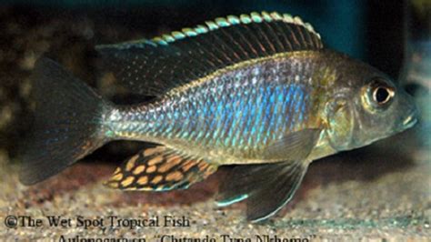 Lake Malawi Peacocks The Wet Spot Tropical Fish