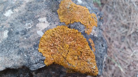 Questions With Answers In LICHEN TAXONOMY Science Topic