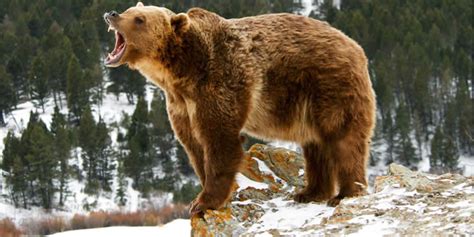 12 Examples Of Keystone Species Greentumble