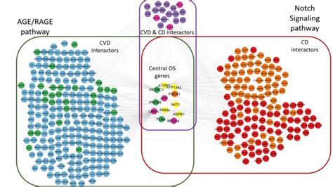 Pathway Enrichment Of The Subnetwork Formed By The Central Os Proteins