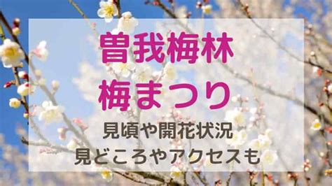 小田原曽我梅林梅まつり2025の見頃と開花状況アクセスも紹介