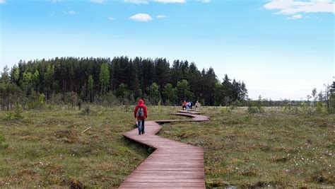 Bridge Tree Trail Free Photo On Pixabay Pixabay