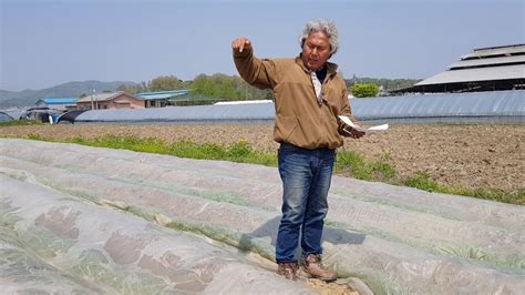 감자심기 투명비닐과 검정비닐 차이 오똑팜 이길훈사장님 Youtube