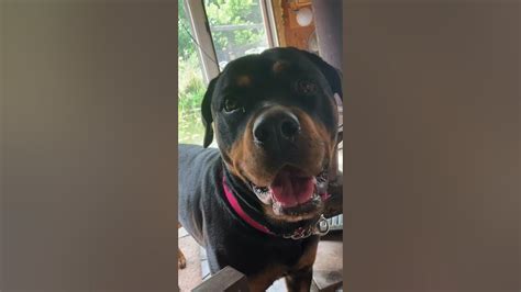 Molly Wants To Eat A Politician Great Scott Rottweiler Rotter Rotwelier Patriotic Youtube