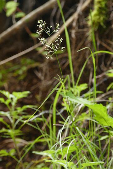 皿ヶ嶺の植物図鑑 コヌカグサ