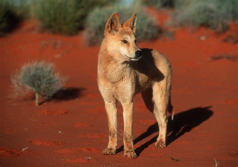 Did Australias First Peoples Domesticate Dingoes They Certainly