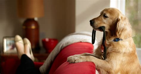 ¿los Perros Entienden Las Palabras Infobae