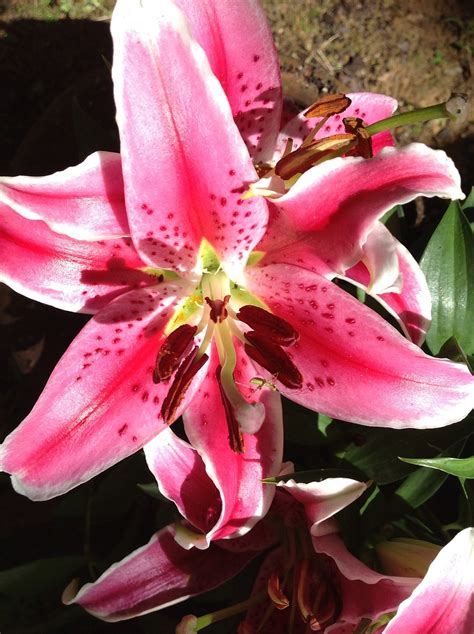 Free Stargazer Lily Stargazer Images Pixabay