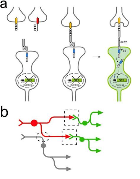 Types Of Neural Circuits