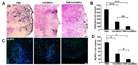 Tmp Stimulated Hucmscs Decrease Inflammation In Eae Mice A He Staining