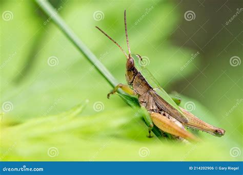 A Small Green Grasshopper Clings To The Thin Stem Of A Plant Stock