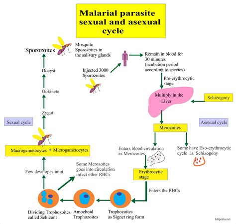 Plasmodia Life Cycle A The Asexual Life Cycle Begins When My XXX Hot Girl