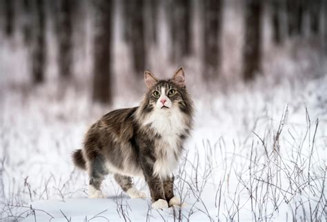 Norwegian Forest Cat Traits Care Behavior And Lifespan