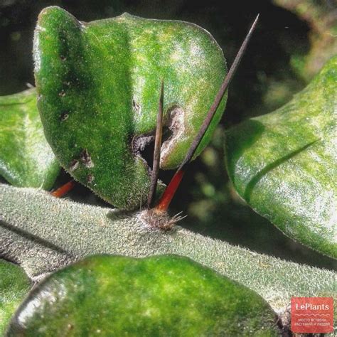 Переския (Pereskia) — описание, выращивание, фото | на LePlants.ru