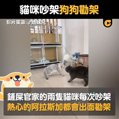 貓咪吵架，熱心阿拉斯加忙著勸架 貓咪吵架，熱心阿拉斯加忙著勸架 看熱鬧順便幫忙和解 貓狗雙全的好處