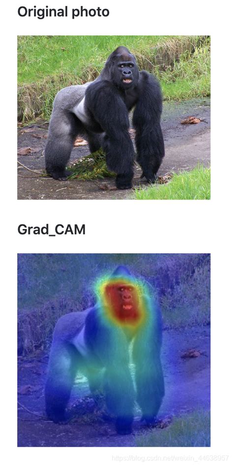 Pytorch 101 Grad Cam实现cnn可视化 与 原理 热力图python Cnn特征热力图 Csdn博客