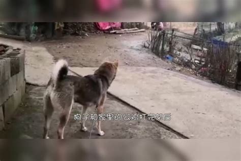 狗和鸡打完架后，看到主人把鸡宰了，狗狗的反应把全家人都逗乐了狗狗主人全家人