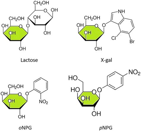 Beta Galactosidase Diagram