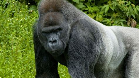 32 Of The Worlds Smartest Animals Live Science