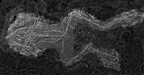 ‘sex Death Trap For Frogs Fossils Reveal Grim Graveyard From 45 Million Years Ago Lifeboat