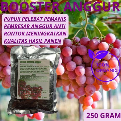 Pupuk Anggur Agar Cepat Berbuah Lebat Pelebat Buah Anggur Booster