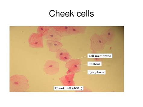 Bell Warm Up Root Words Quiz Ppt Download