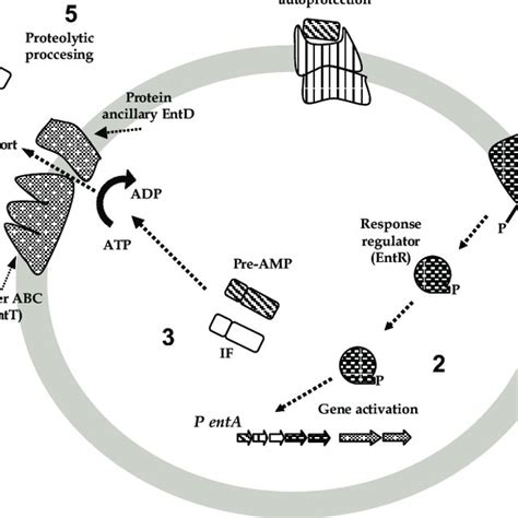 Schematic Representation Of The Toroidal Pore Model Describing The Download Scientific