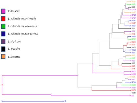 Hierarchical Clustering Of Lens Core Set Accessions Based On