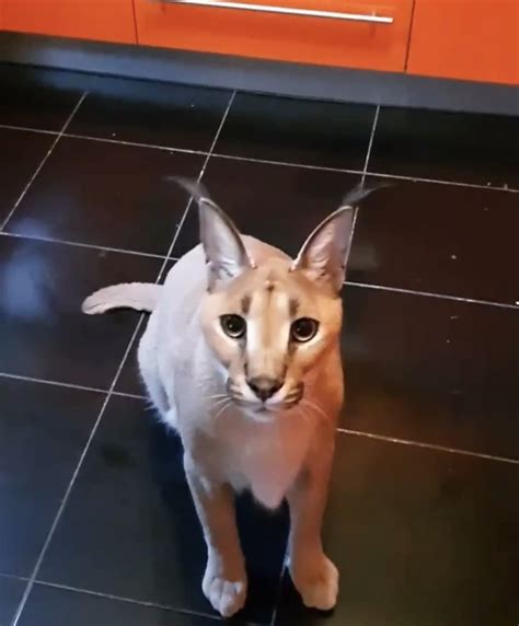 Floppa Thats Not What That Means Silly R Bigfloppa