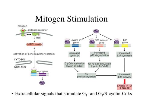 Ppt The Cell Cycle Powerpoint Presentation Free Download Id3753294