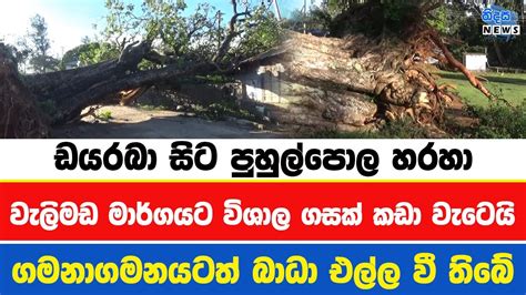 ඩයරබා සිට පුහුල්පොල හරහා වැලිමඩ මාර්ගයට විශාල ගසක් කඩා වැටෙයි Youtube