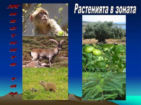 Ppt Полярни пустини Powerpoint Presentation Free Download Id 3867480