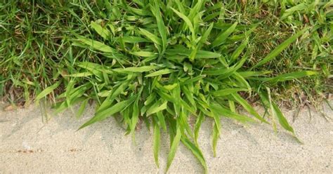 How To Get Rid Of Crabgrass In Your Flower Garden At Austin Bavister Blog