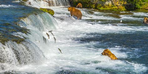Bears Fishing For Salmon Katmai National Park Alaska Brooks Falls