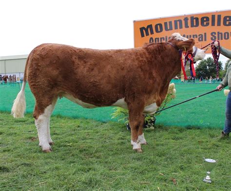 Show Champions 2025 Irish Simmental Cattle Society