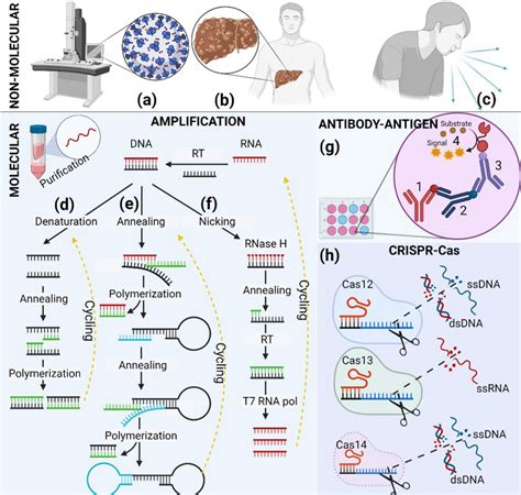 Differences Between Molecular And Non Molecular Detection Methods The