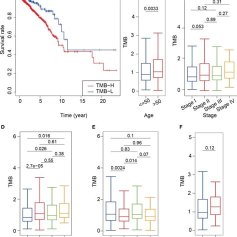 Difference In Survival Between The High And Low Tmb Groups And Download Scientific Diagram